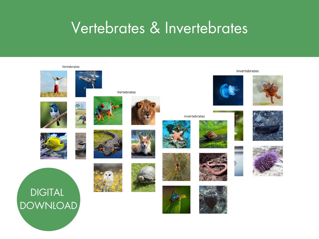 Vertebrate and Invertebrate | Montessori Sorting Cards - Etsy
