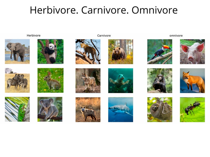 Herbivore Carnivore and Omnivore Montessori Sorting - Etsy