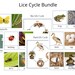 Life Cycle Bundle- Montessori 3 Part Cards - Etsy