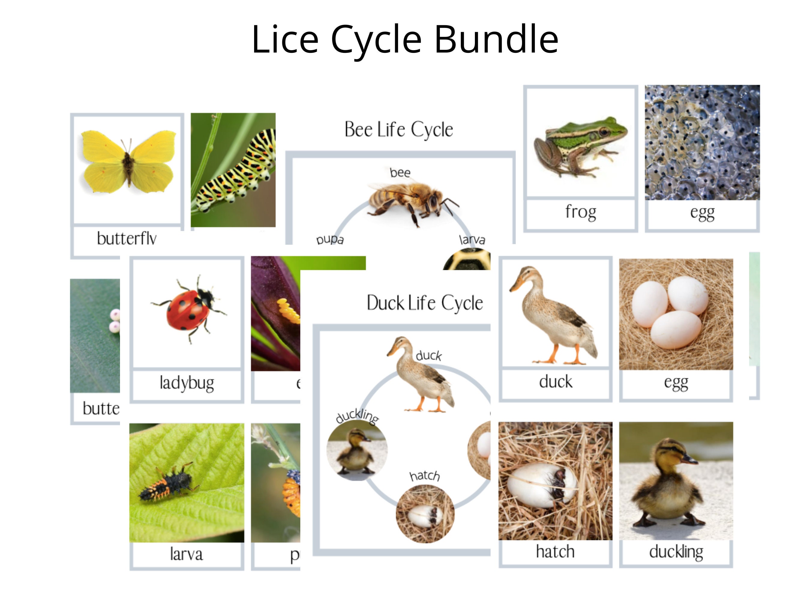 Life Cycle Bundle- Montessori 3 Part Cards - Etsy