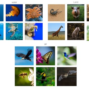 Land. Air. Water Montessori Cards (animals) - Etsy