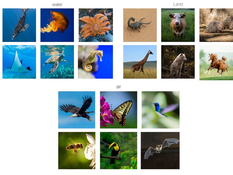 Land. Air. Water Montessori Cards (animals) - Etsy