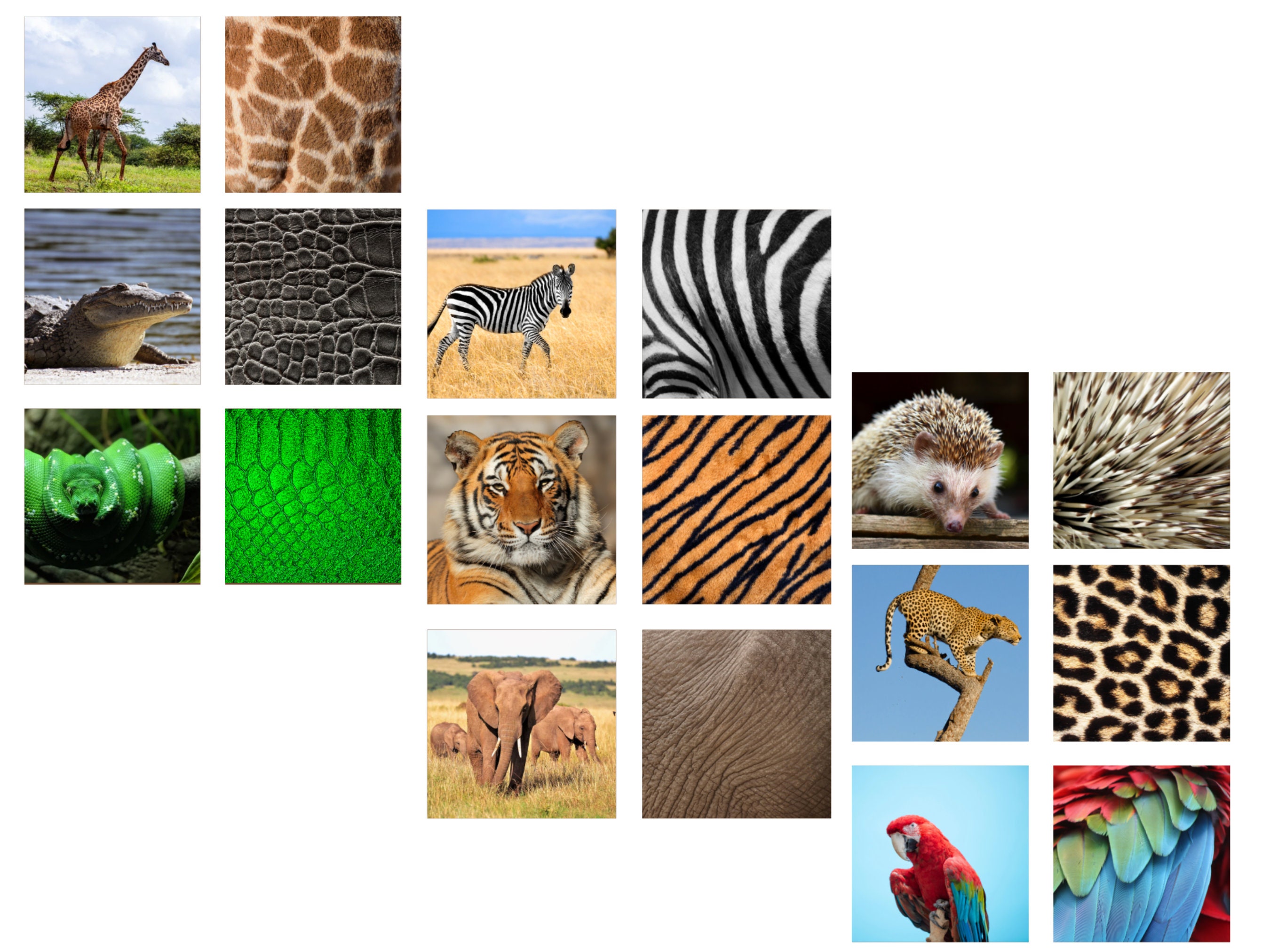 Animal Print Matching - Etsy