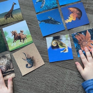 Land. Air. Water Montessori Cards (animals) - Etsy