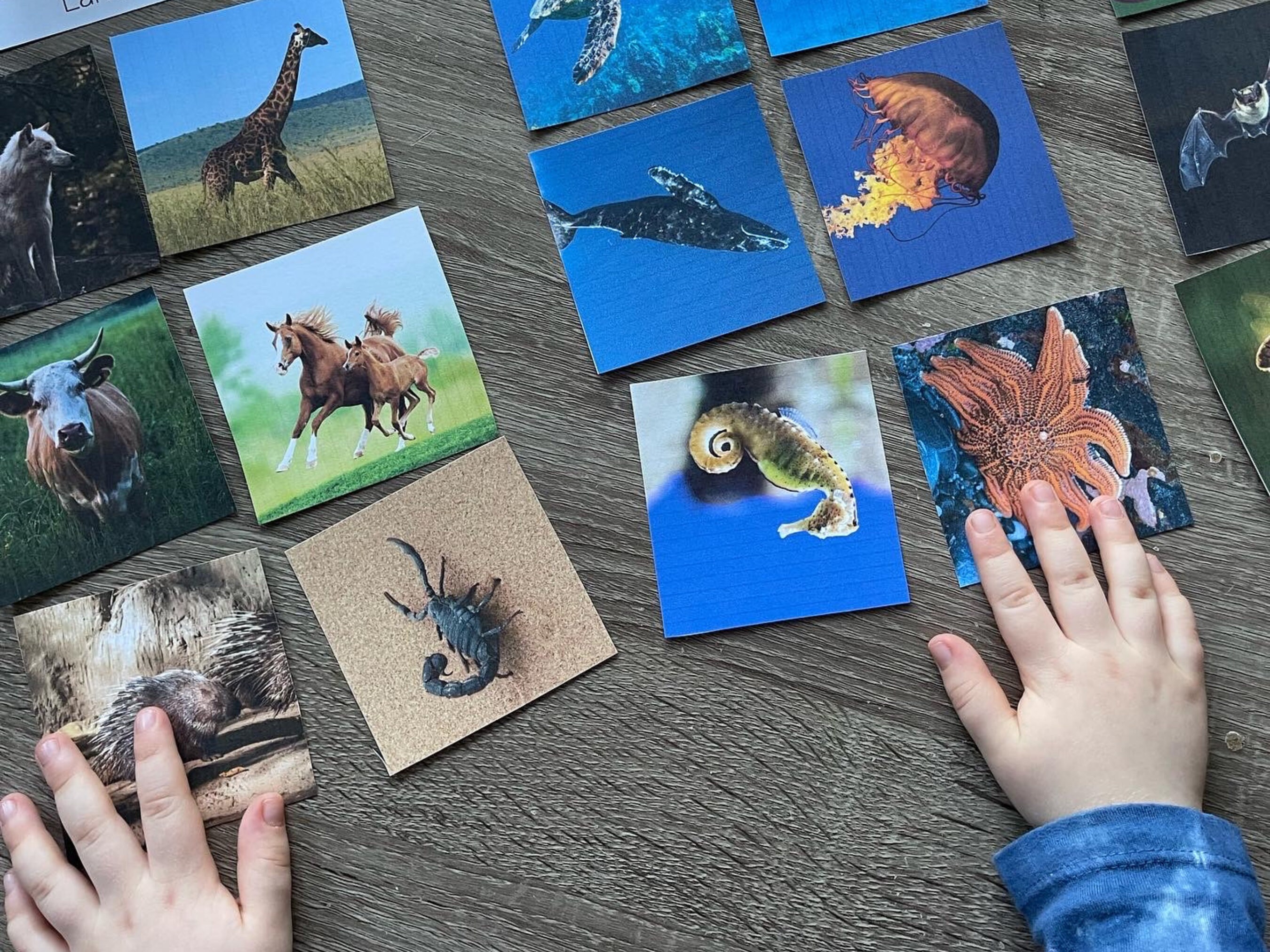 Land. Air. Water Montessori Cards (animals) - Etsy