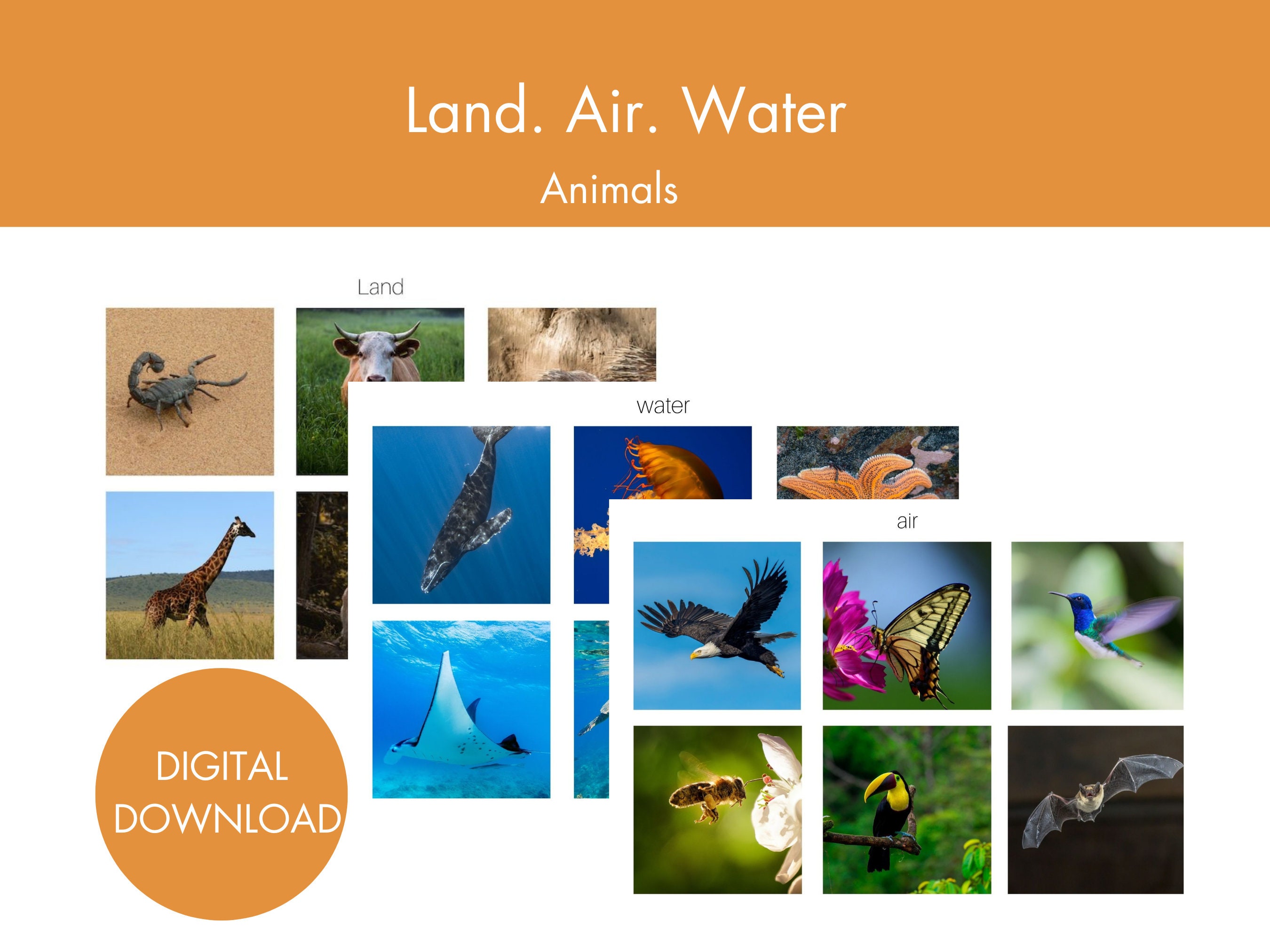 Land. Air. Water Montessori Cards (animals) - Etsy