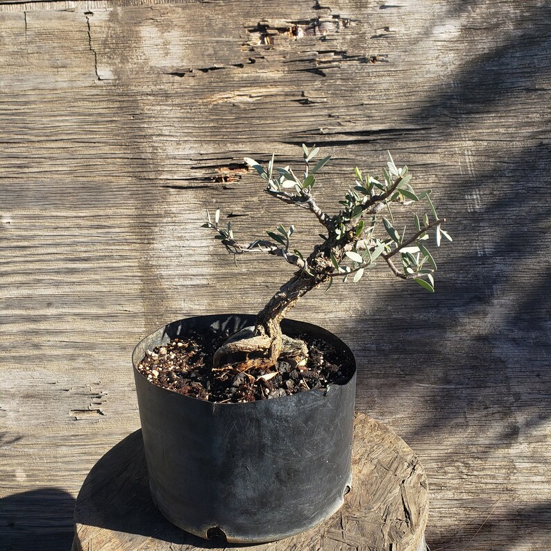 Mulga Acacia Live Bonsai Tree Acacia Aneura Mulga Wattle Dream Seed - Etsy