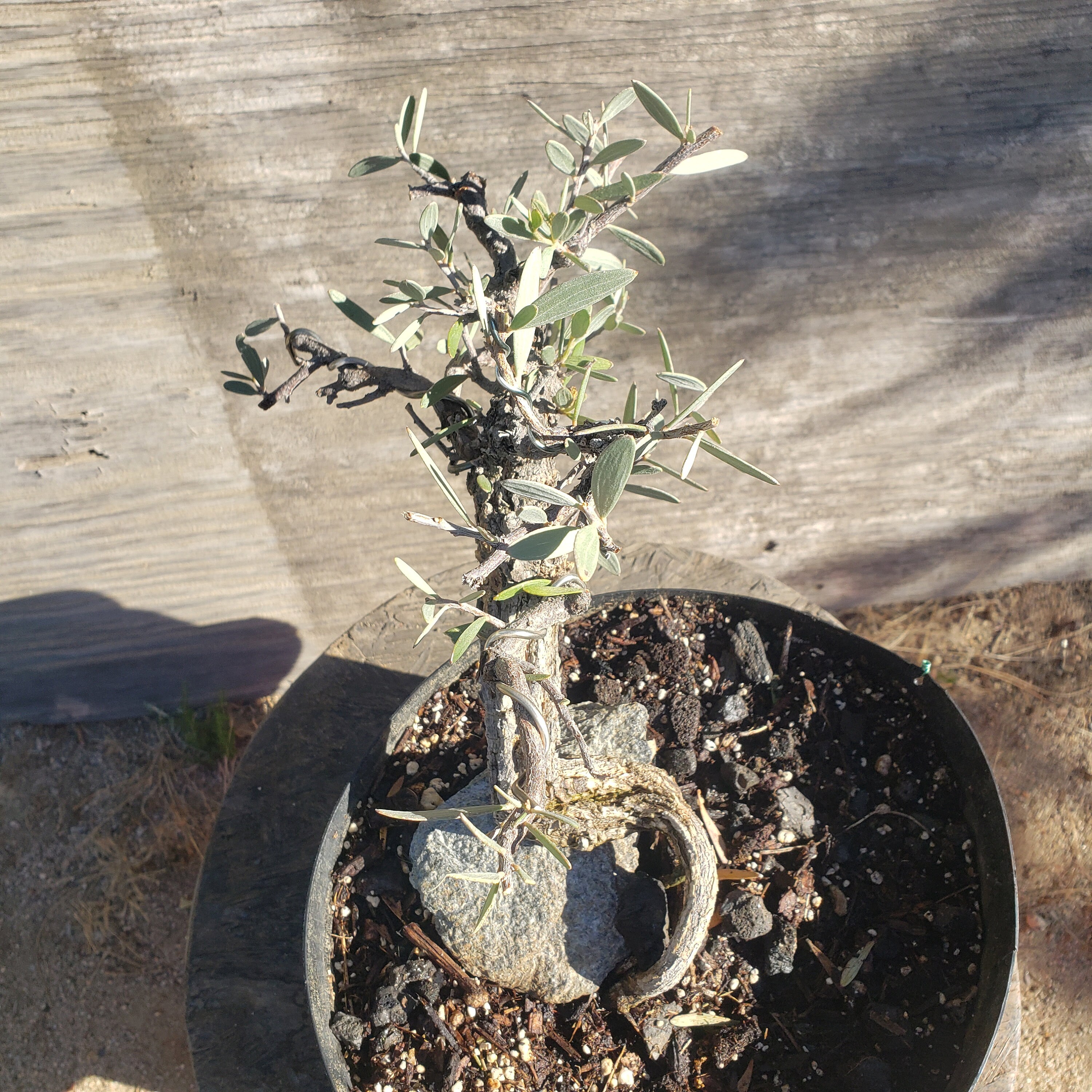 Mulga Acacia Live Bonsai Tree Acacia Aneura Mulga Wattle Dream Seed - Etsy