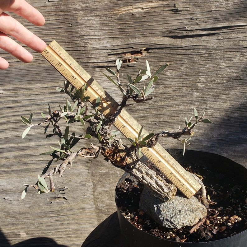 Mulga Acacia Live Bonsai Tree Acacia Aneura Mulga Wattle Dream Seed - Etsy