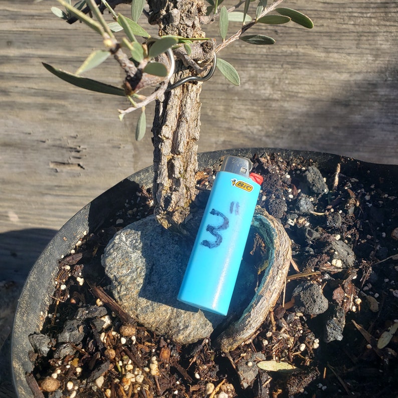 Mulga Acacia Live Bonsai Tree Acacia Aneura Mulga Wattle Dream Seed - Etsy