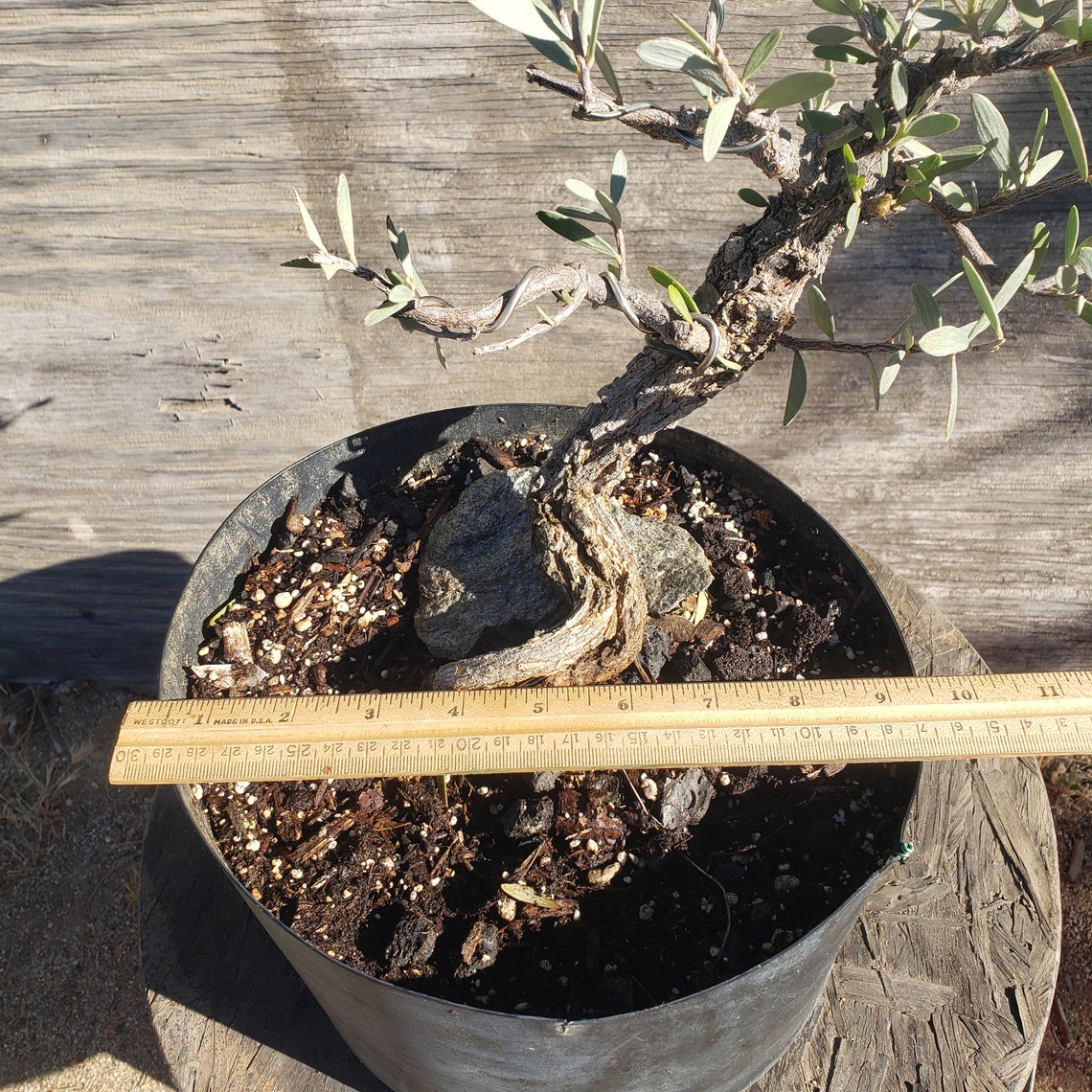 Mulga Acacia Live Bonsai Tree Acacia Aneura Mulga Wattle Dream Seed - Etsy