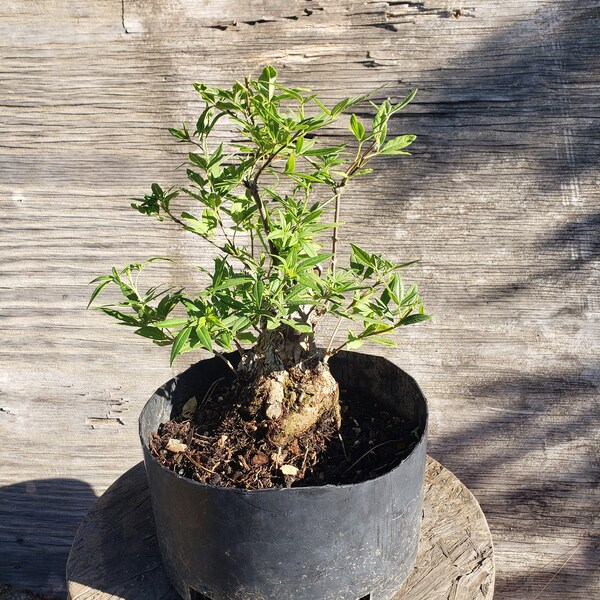 Vitex Tree - Etsy