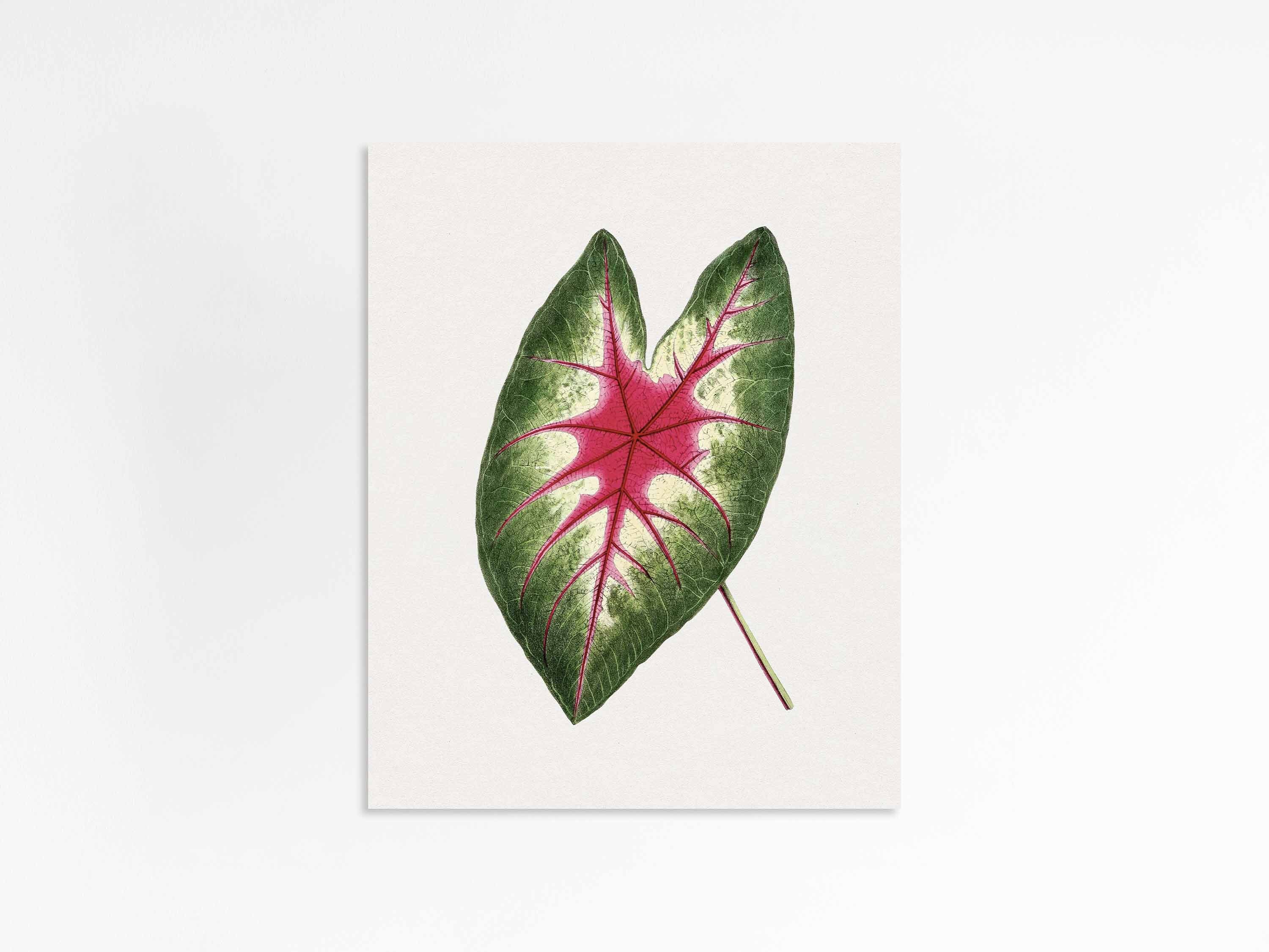 Caladium Leaf | Vintage Plant Illustration | Houseplant Art Print ...