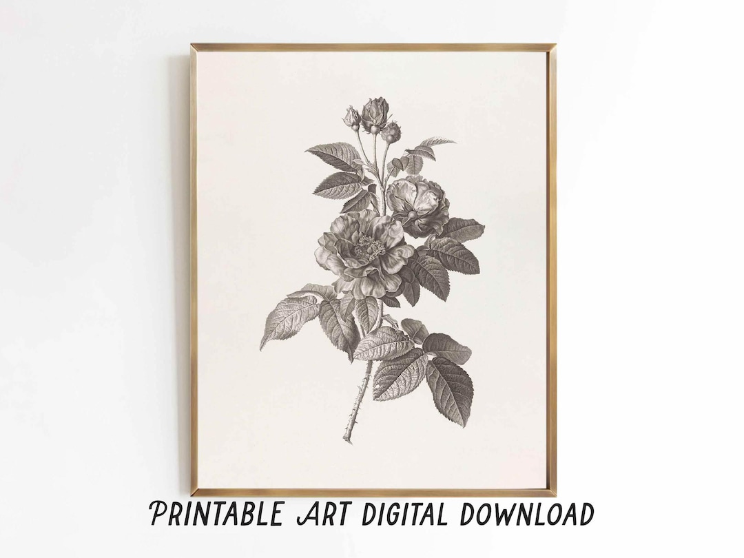Rose De Provins | Digital Download | Vintage Sketch of French Roses in ...