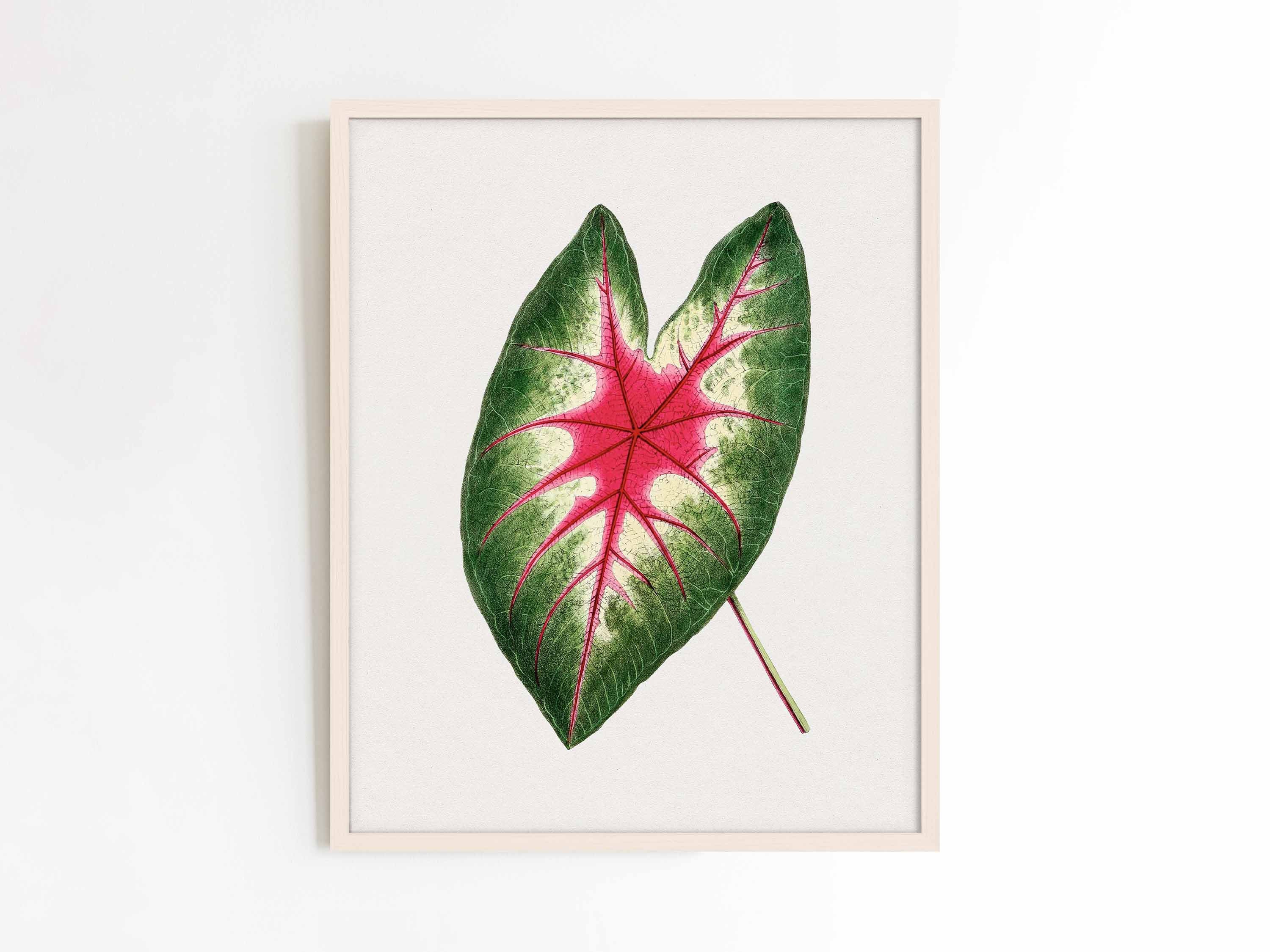 Caladium Leaf | Vintage Plant Illustration | Houseplant Art Print ...