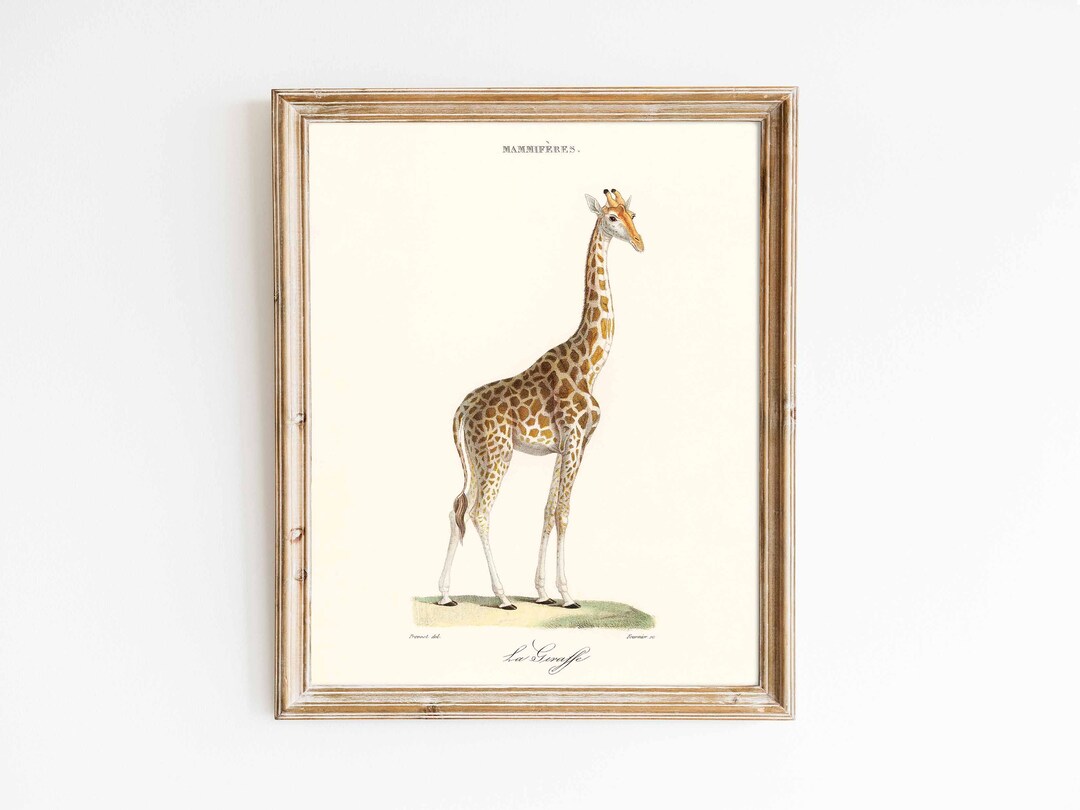 Giraffe | Vintage French Illustration Animal Print | Kids Room Wall ...
