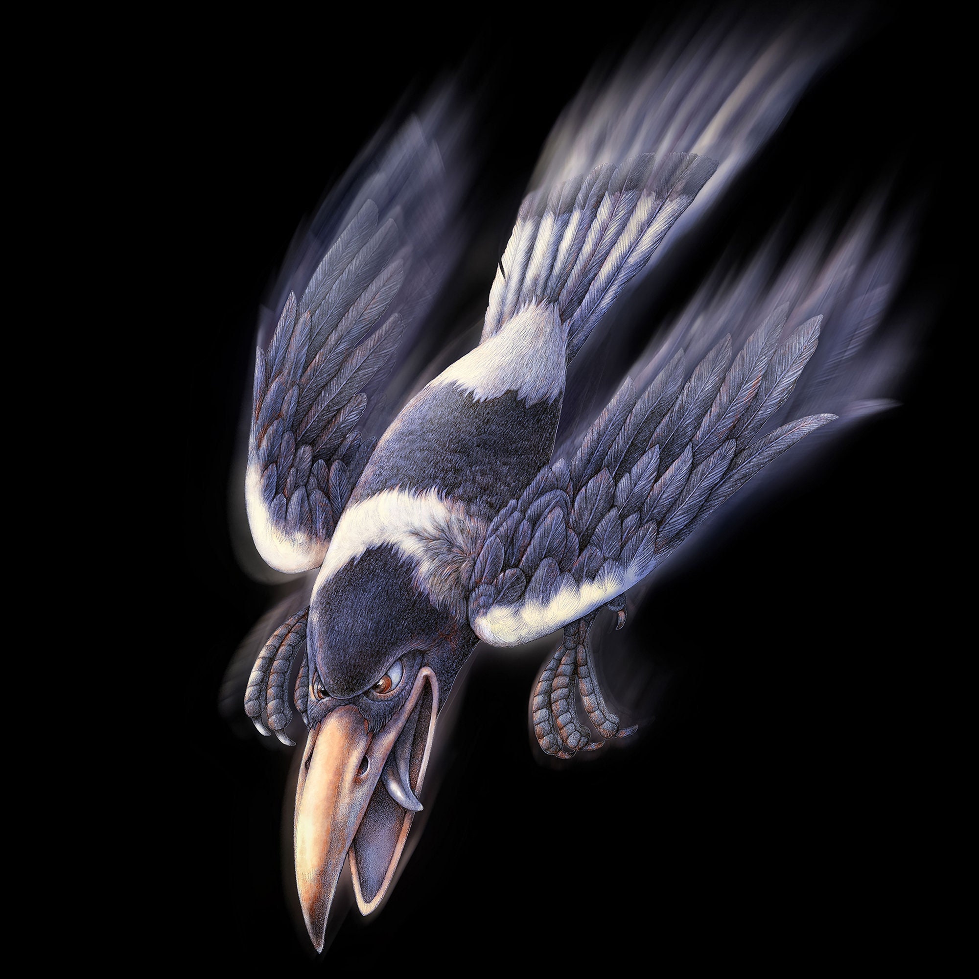 Diving Australian Magpie - Etsy