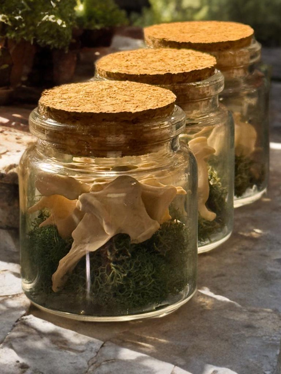 Red Fox Vertebrae in a Jar-glass Jar-oddities and Curiosities-fox Bones ...
