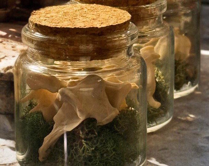 Red Fox Vertebrae in a Jar-glass Jar-oddities and Curiosities-fox Bones ...