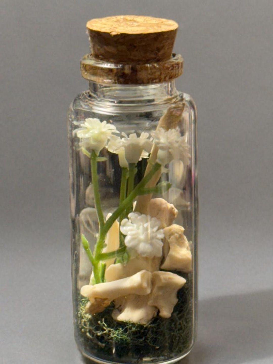 Viles of Fox Bones-assorted Small Bones-toe Bones-rib Bones-oddities ...