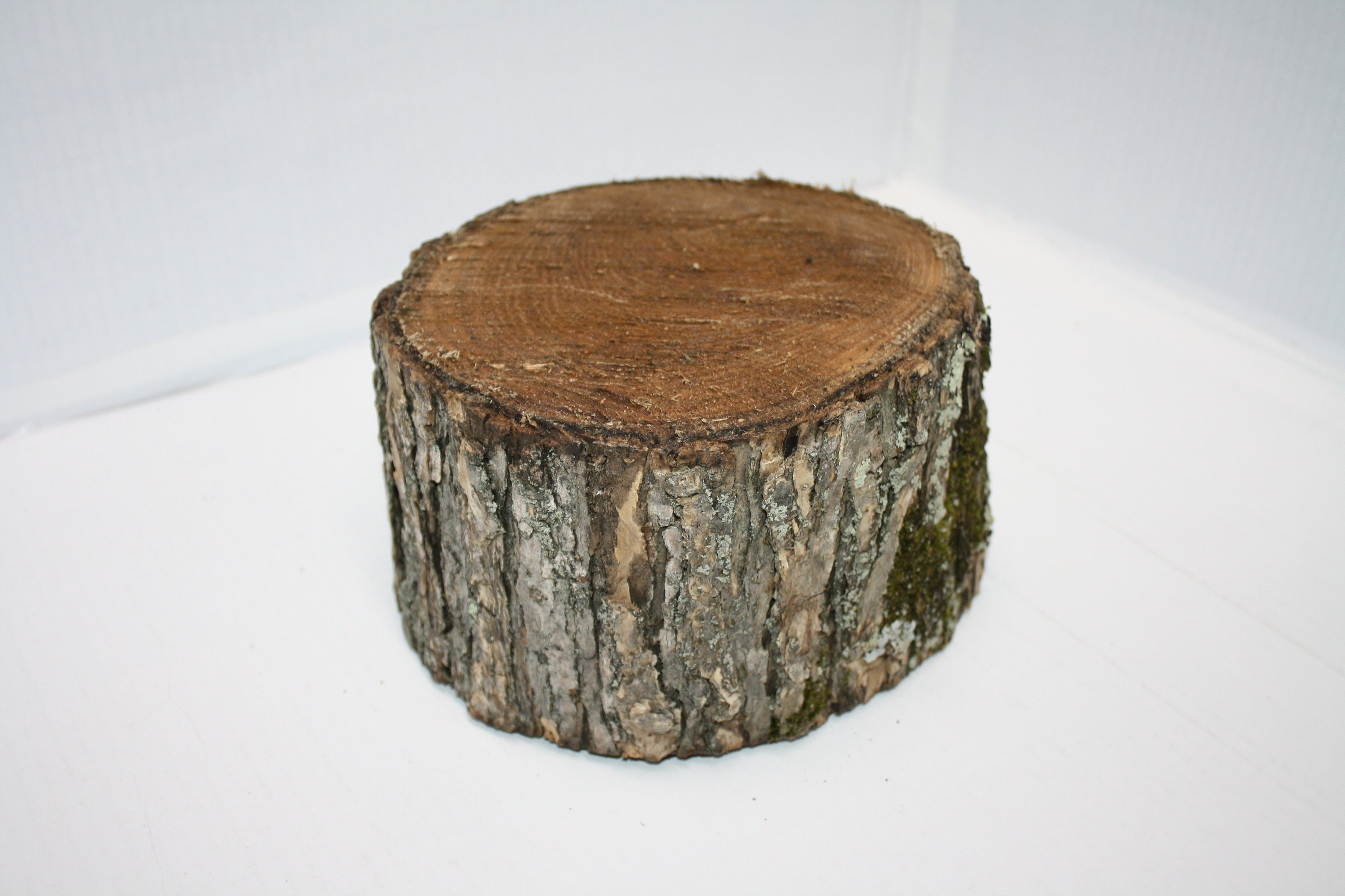 Catalpa Wood - Tree Slice / Cookie / Bowl Blank / Mini Log - Etsy