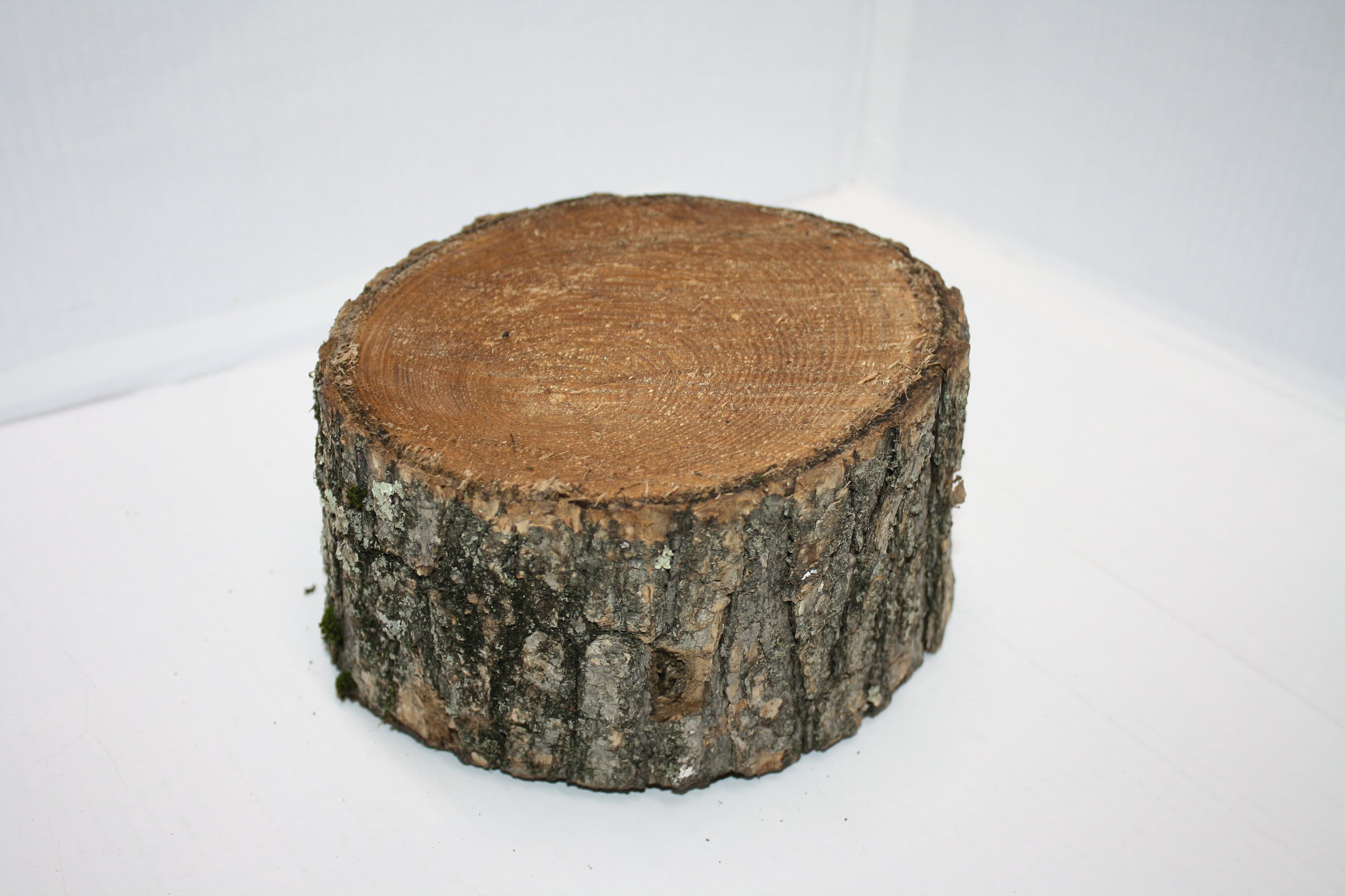 Catalpa Wood - Tree Slice / Cookie / Bowl Blank / Mini Log - Etsy