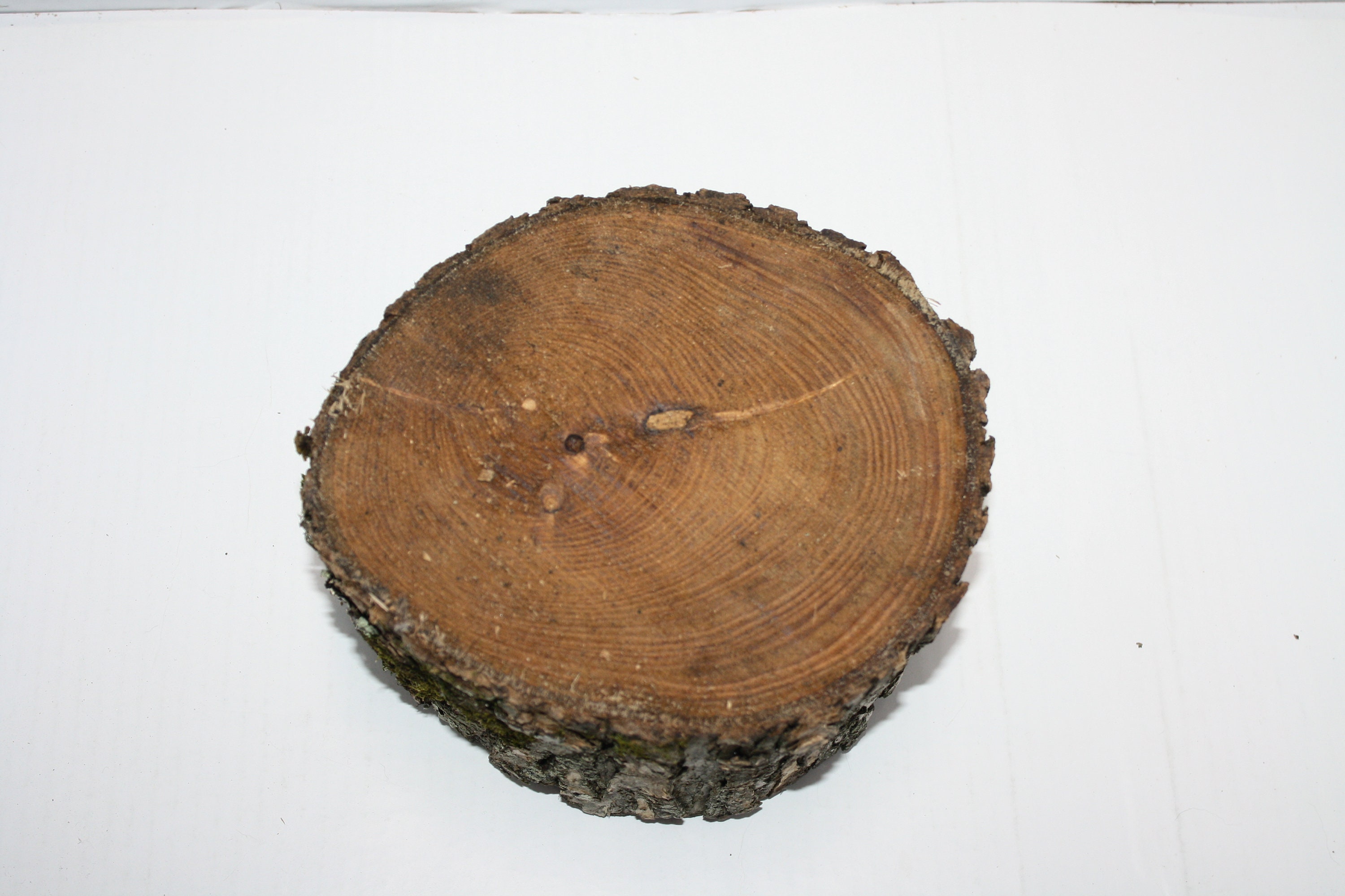 Catalpa Wood - Tree Slice / Cookie / Bowl Blank / Mini Log - Etsy
