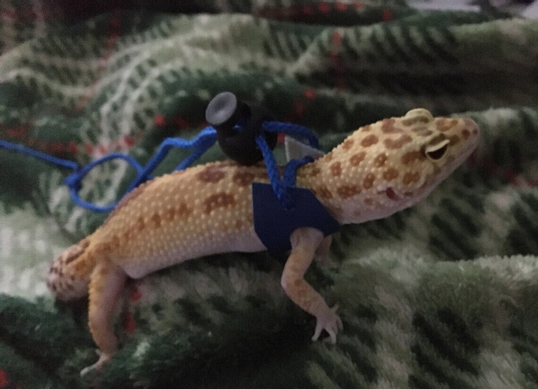 Small Paigesleashes Bearded Dragon Harness & Leash, Blue, Choice Cord ...