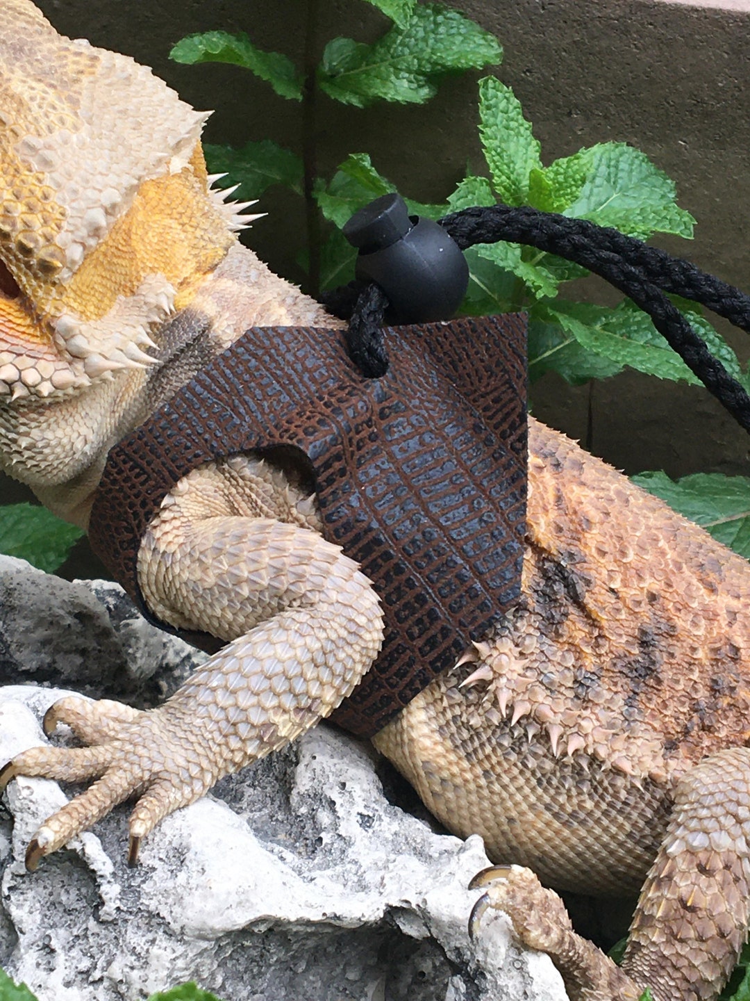Paigesleashes Large Bearded Dragon Harness & Leash, Woodbark, Choice ...