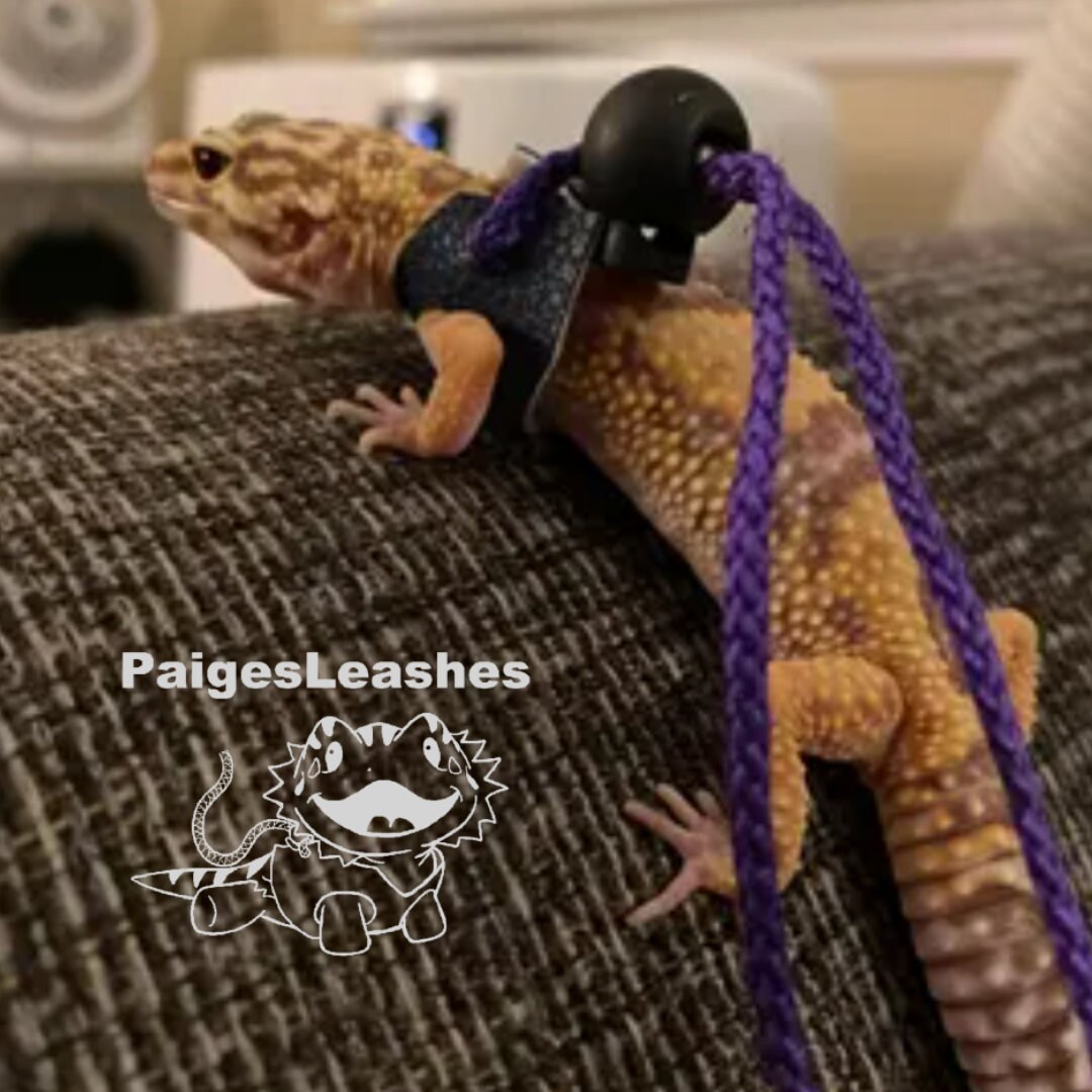 Small Paigesleashes Bearded Dragon Harness & Leash, Blue, Choice Cord ...