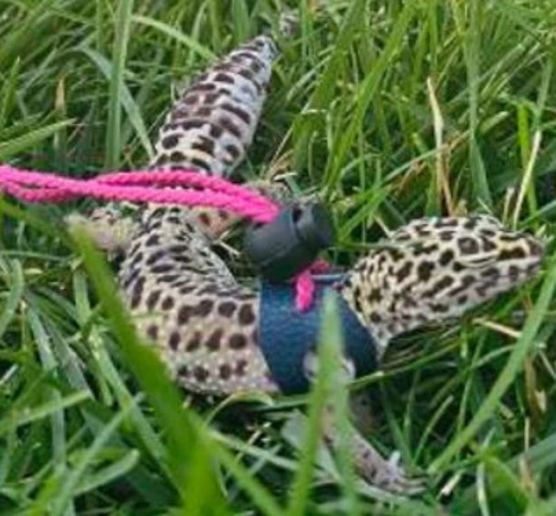 Small Paigesleashes Bearded Dragon Harness & Leash, Blue, Choice Cord ...