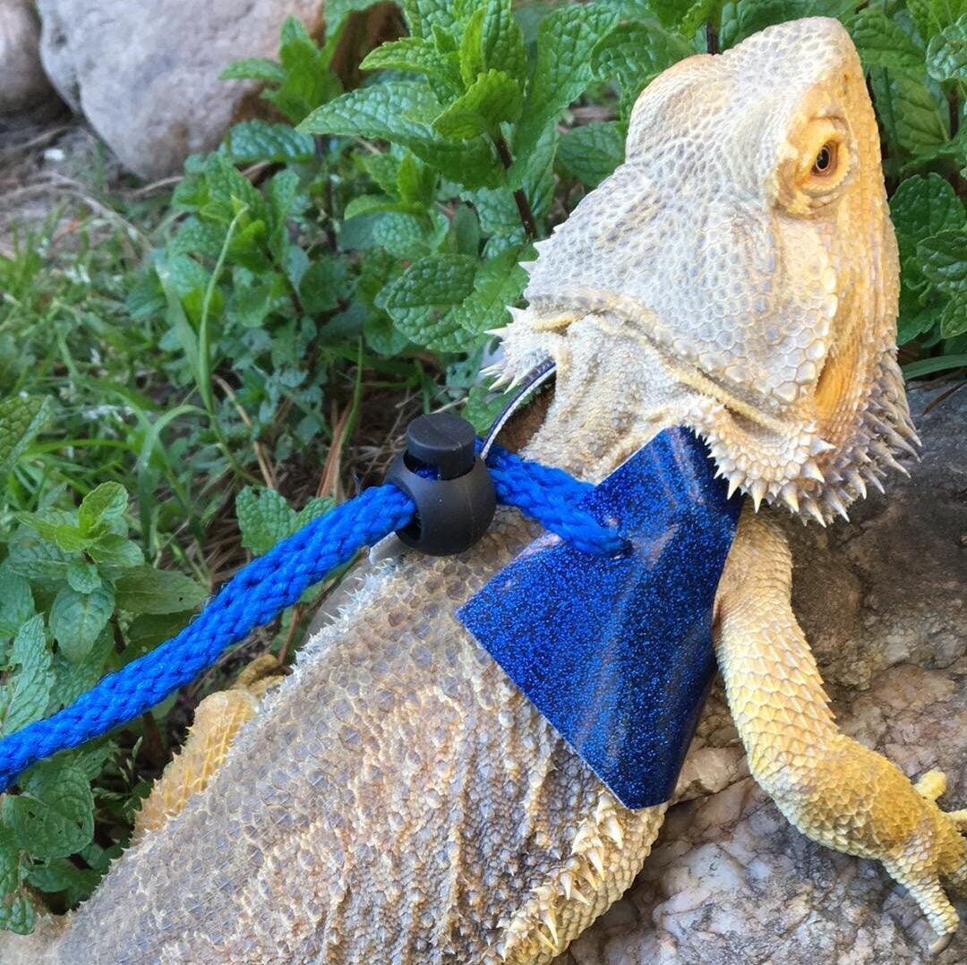 Paigesleashes Bearded Dragon Harness & Leash, Blue Sparkle, Choice Cord ...