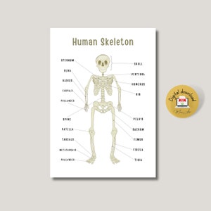 Human Skeleton Poster: an Exciting Journey Into the Human Skeleton for ...