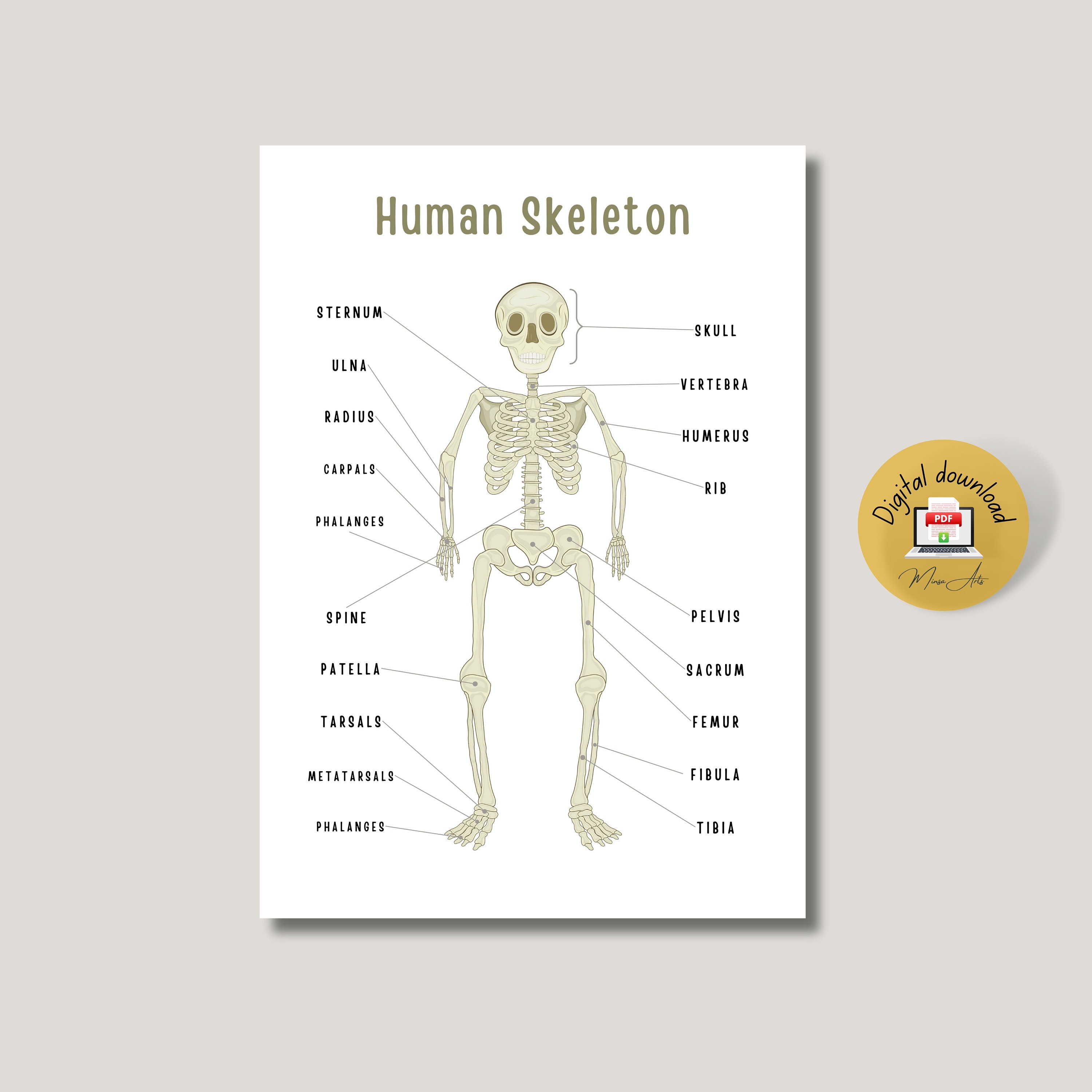 Human Skeleton Poster: an Exciting Journey Into the Human - Etsy