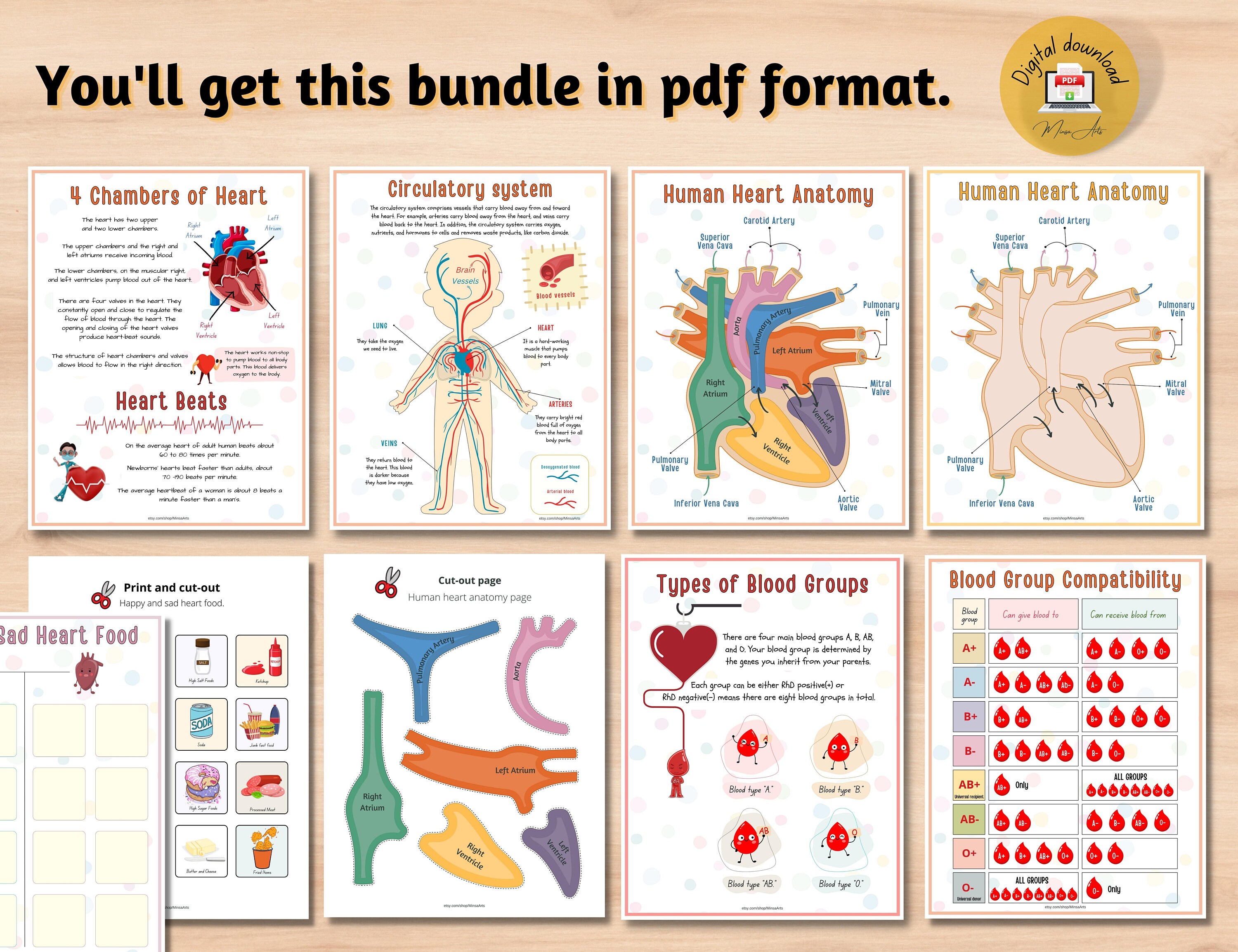 Human Heart Anatomy Printable Activity | Homeschool Curriculum | Study ...