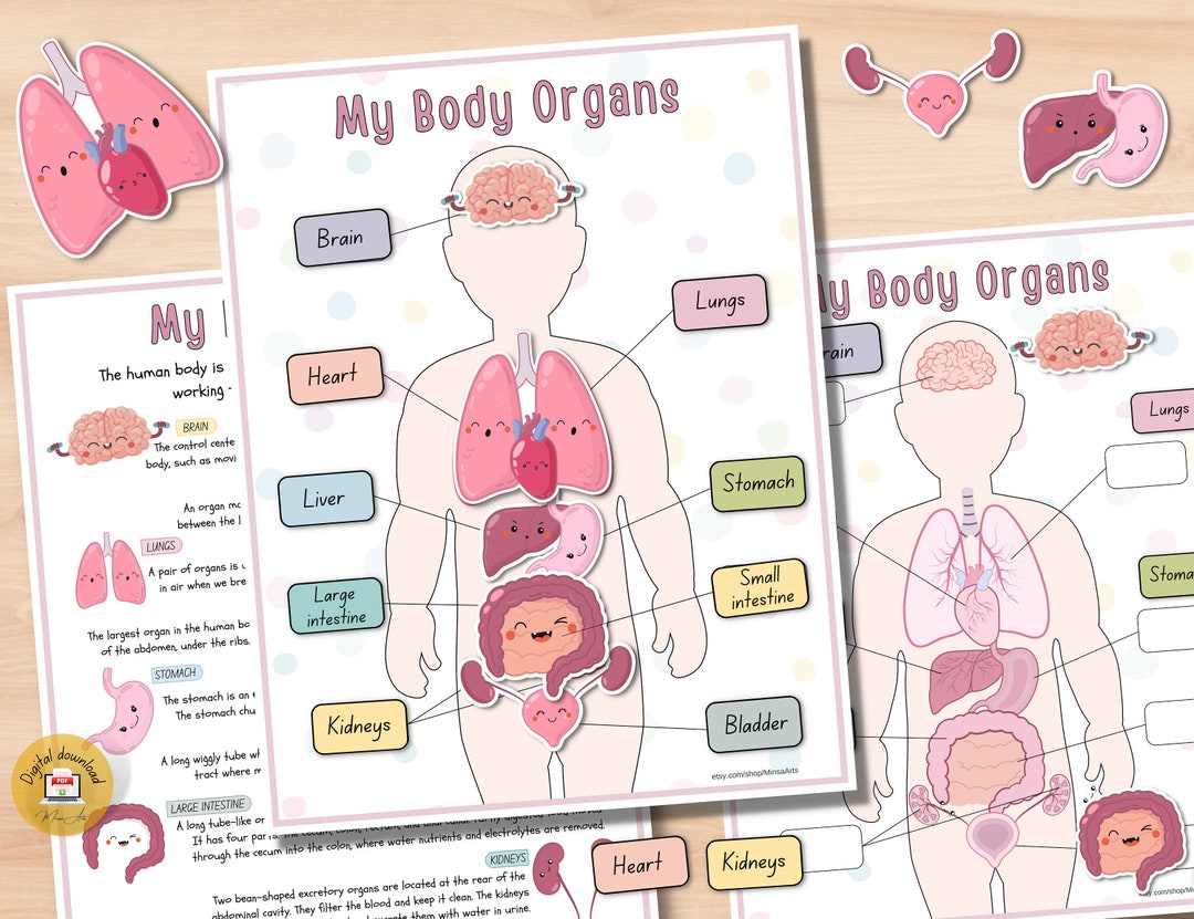 Body Organs Activity Worksheets for Kids | Printable Montessori ...