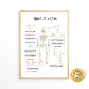 Discover Your Bones Explore Bone Types and Joints for Kids PRINTABLE ...