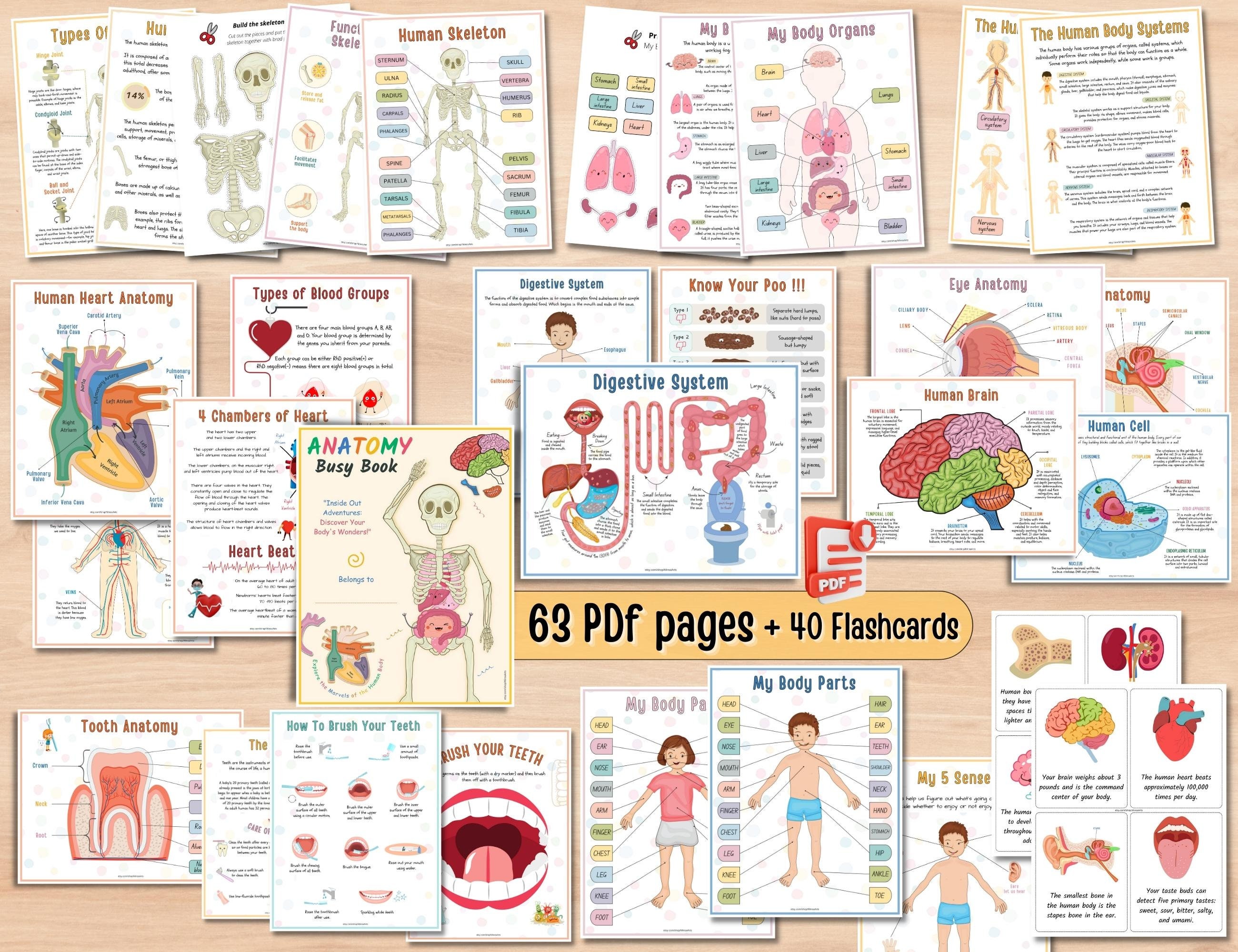 Human Anatomy Busy Book PRINTABLE Human Body Worksheets | Preschool ...