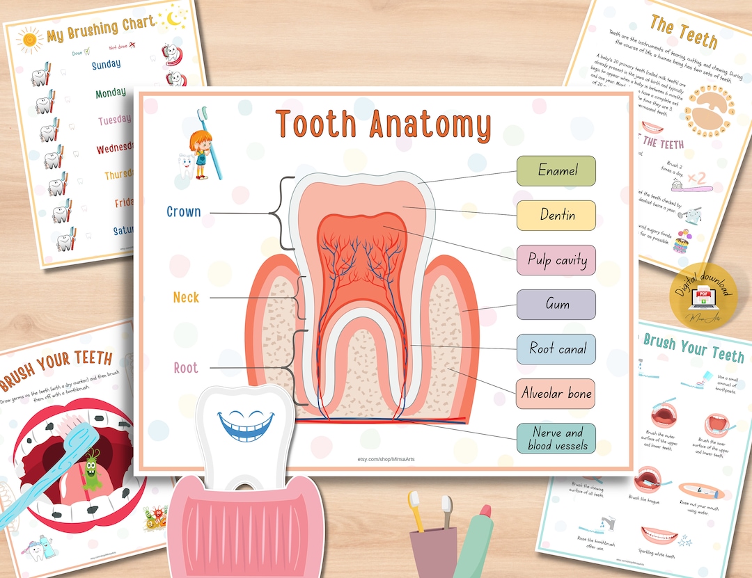 Dental Health and Anatomy Printable for Better Oral Hygiene | Preschool ...