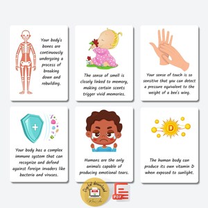 Marvelous Body: Interesting Body Facts 40 Flashcards for Curious Kids ...