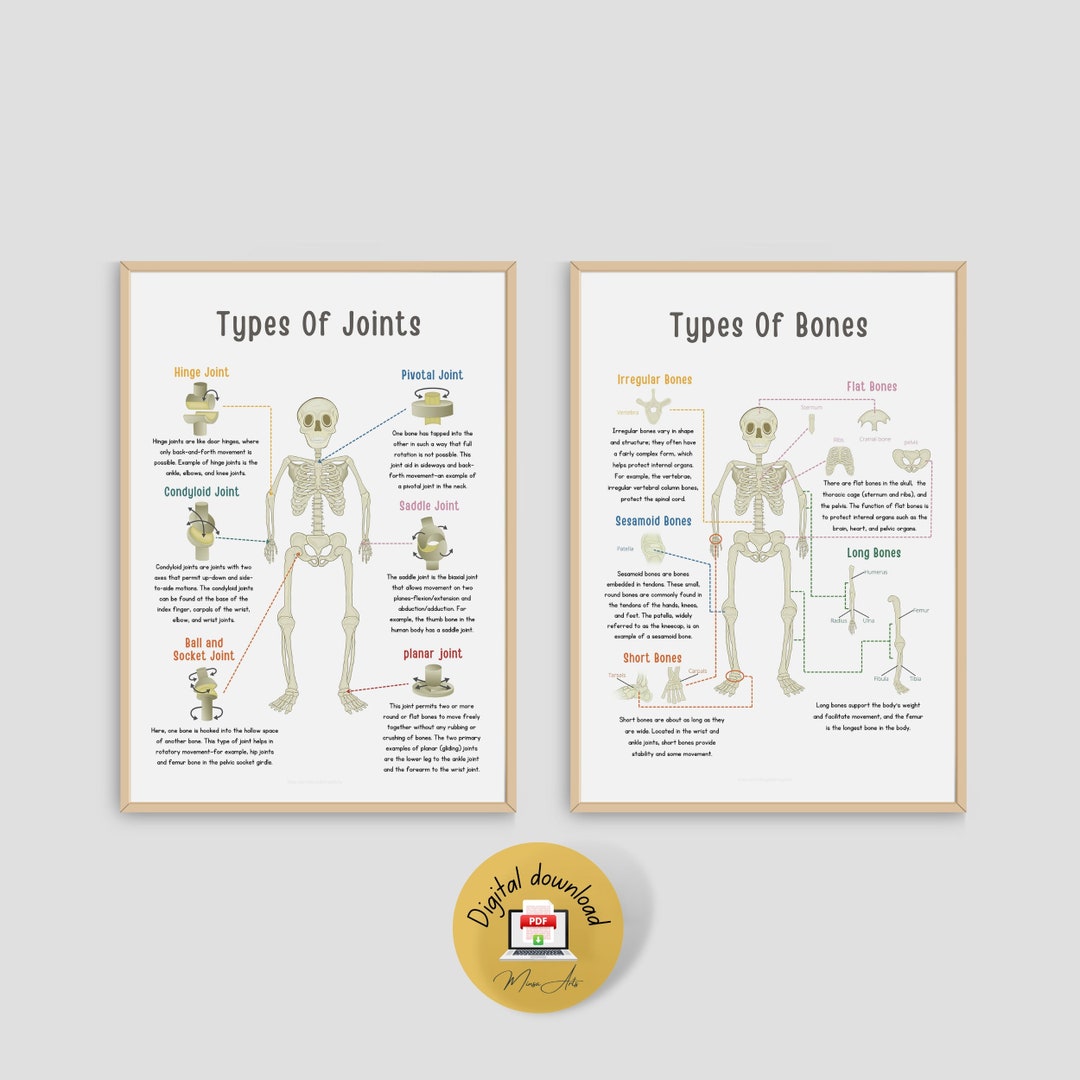 Discover Your Bones Explore Bone Types and Joints for Kids PRINTABLE ...