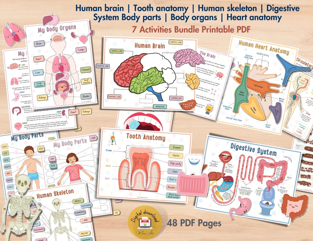 Fun Learning Bundle Explore Human Brain Tooth Anatomy Digestive System ...