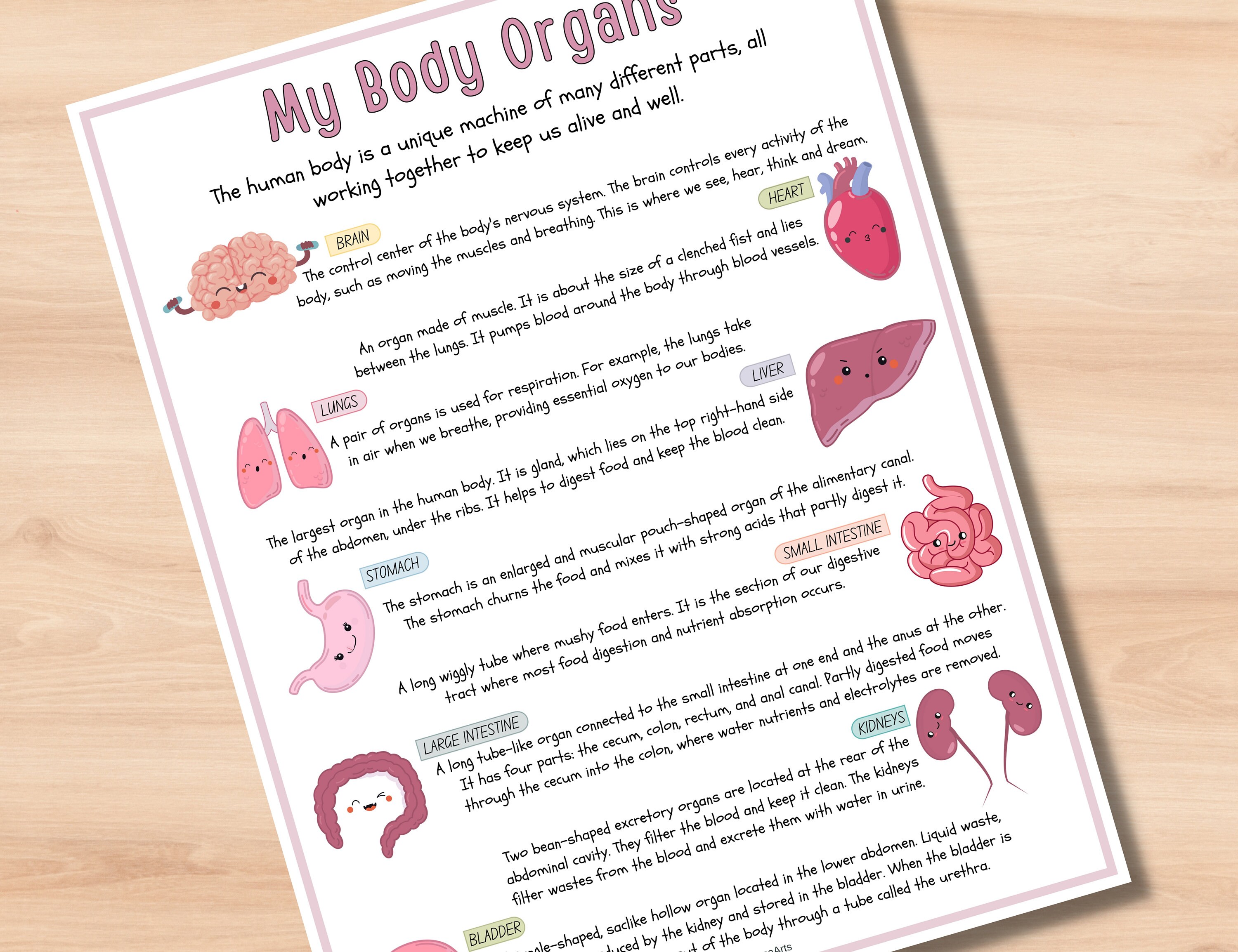 Body Organs Activity Worksheets for Kids Printable - Etsy UK