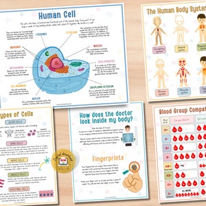 Human Anatomy Busy Book PRINTABLE Human Body Worksheets | Preschool ...