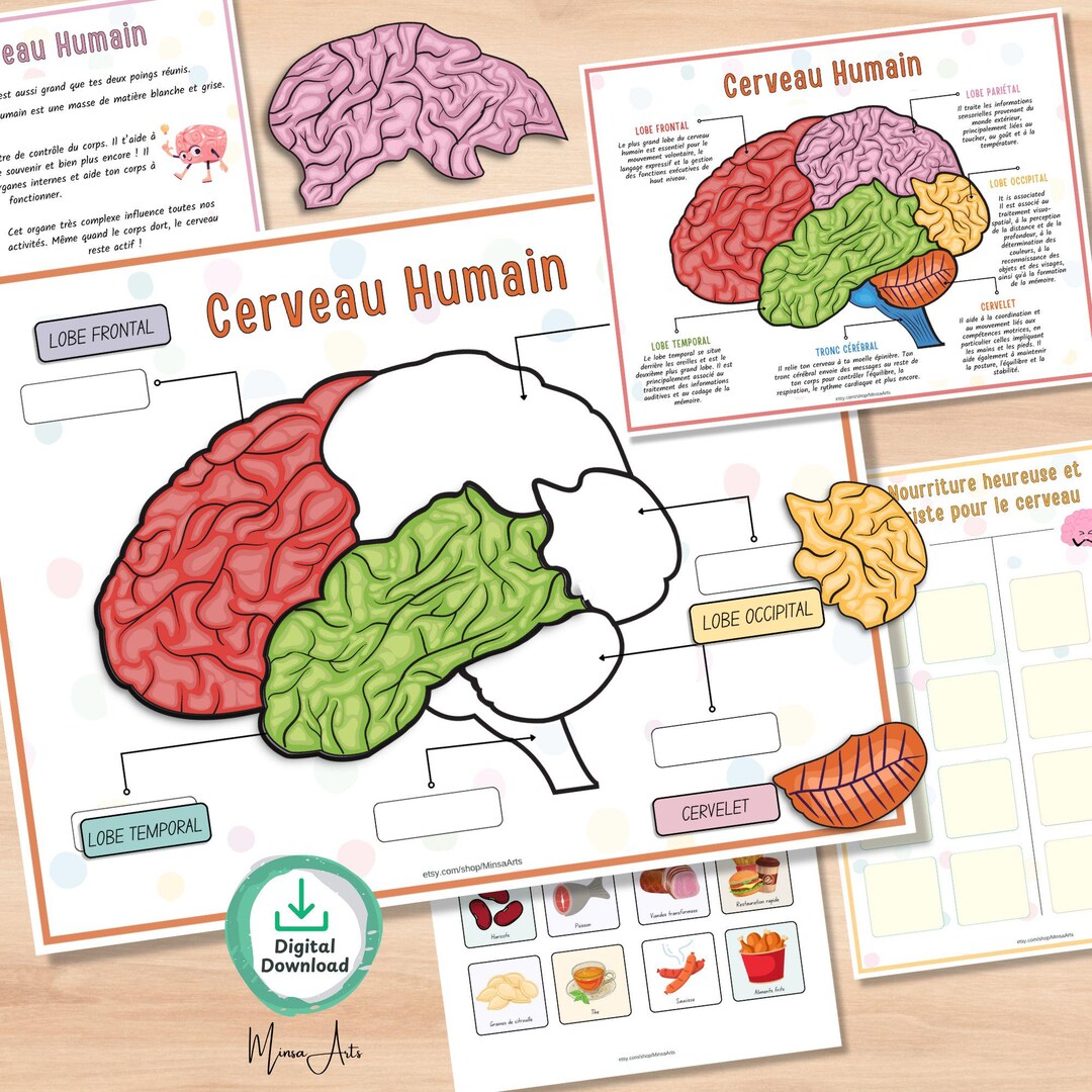 Human Brain Anatomy Activity Pack: Homeschool Printable (PDF Download ...
