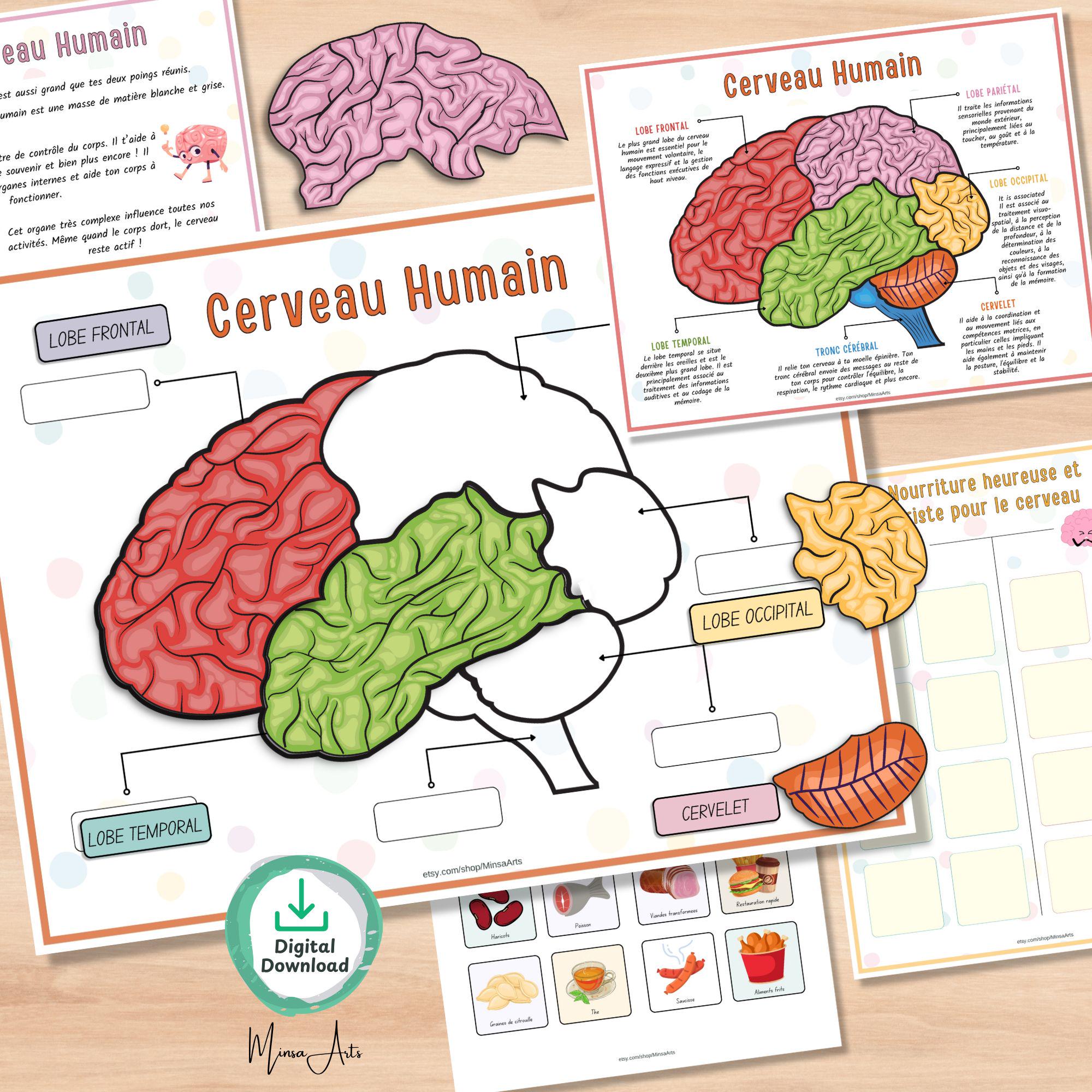 Human Brain Anatomy Activity Pack: Homeschool Printable (PDF Download ...