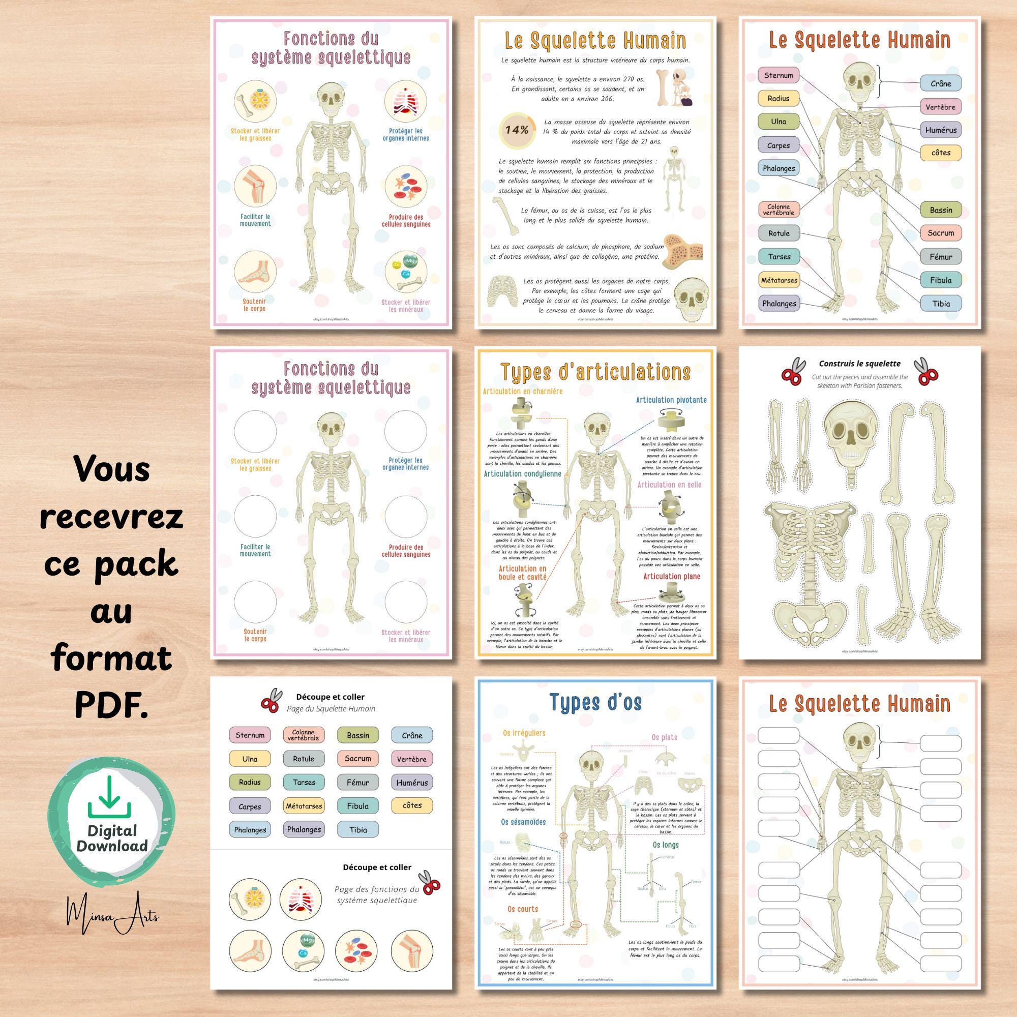 Human Skeleton Anatomy Printable Activity: Bone Types & Functions (PDF ...