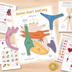 Human Anatomy Busy Book PRINTABLE Human Body Worksheets | Preschool ...