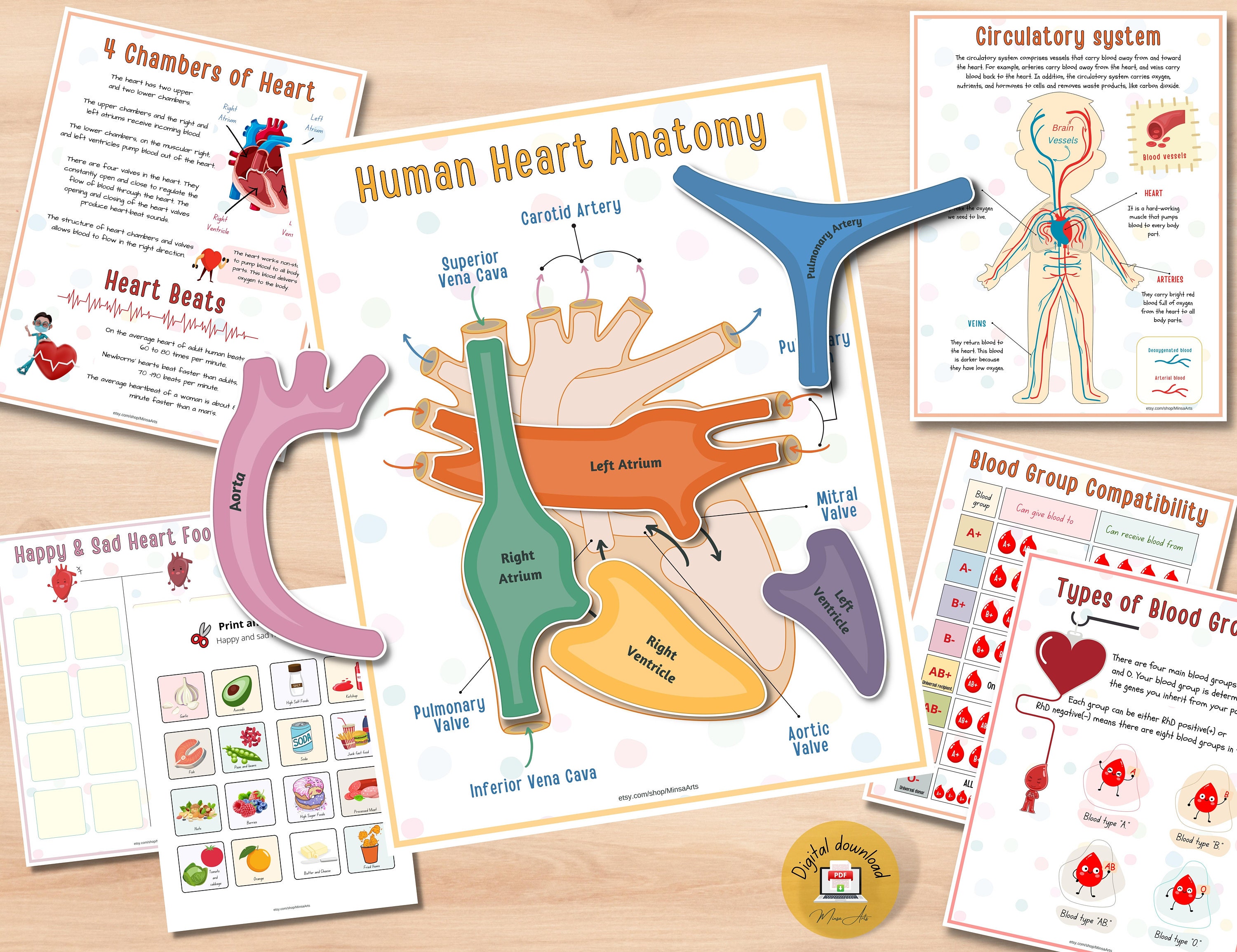 Anatomy Busy Book for Kids: Human Body Learning (printable PDF) - Etsy