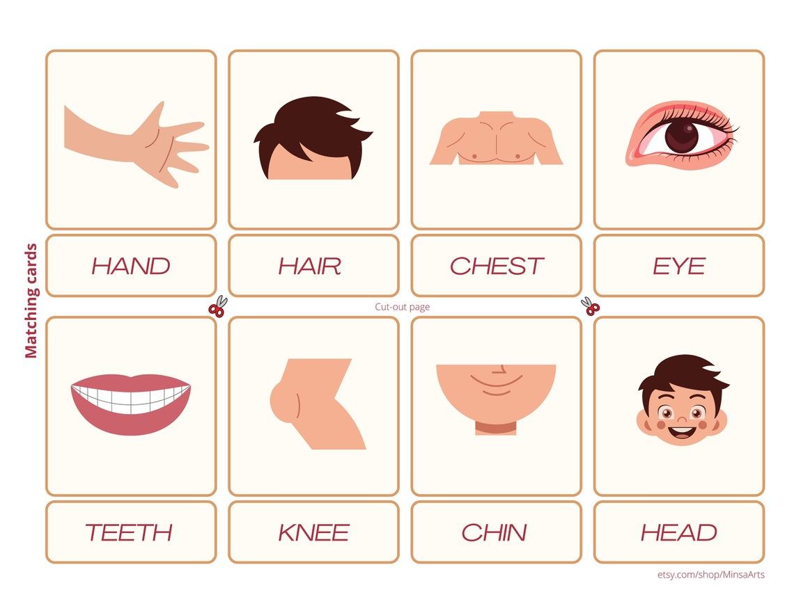 Body Pasts Nomenclature Cards Flashcards Montessori Cards - Etsy